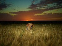 Why Leaf Shutter Lenses Matter