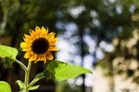 A Visual Guide to the Different Types of Bokeh