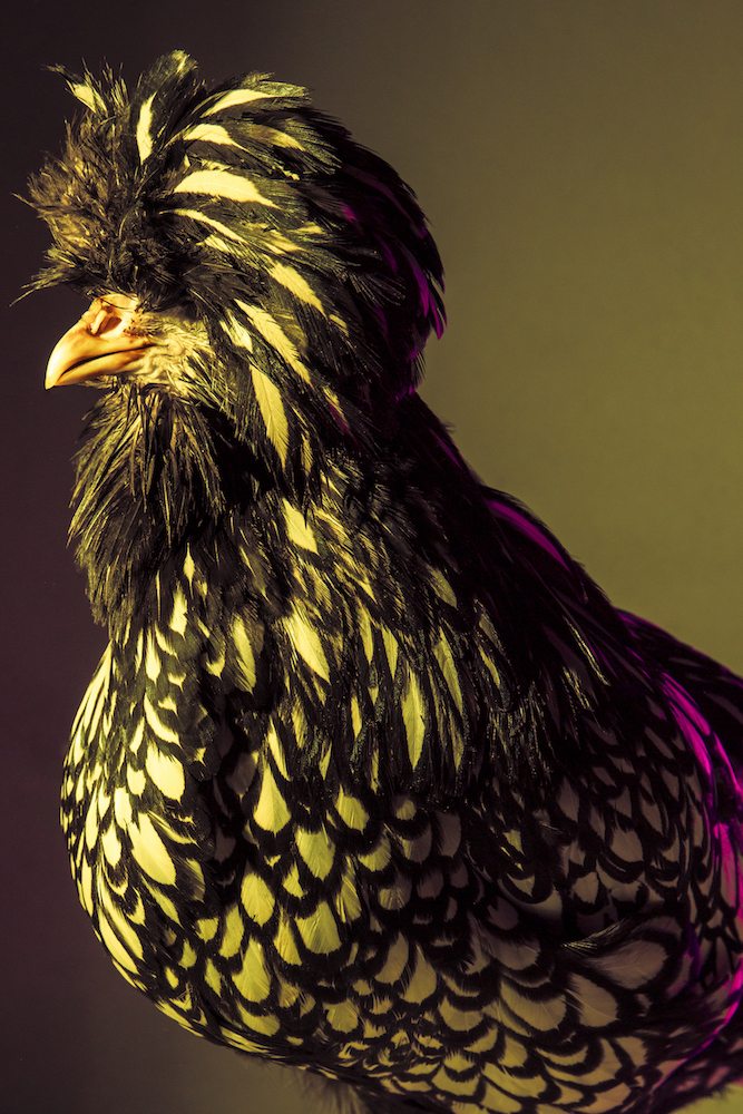 Chic Chicks Depicts Chickens in an 80's Elegance