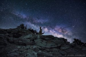 Michael Shainblum Unravels the Magic of an Ancient Pine Forest