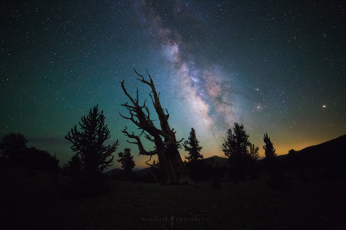 Michael Shainblum Unravels the Magic of an Ancient Pine Forest