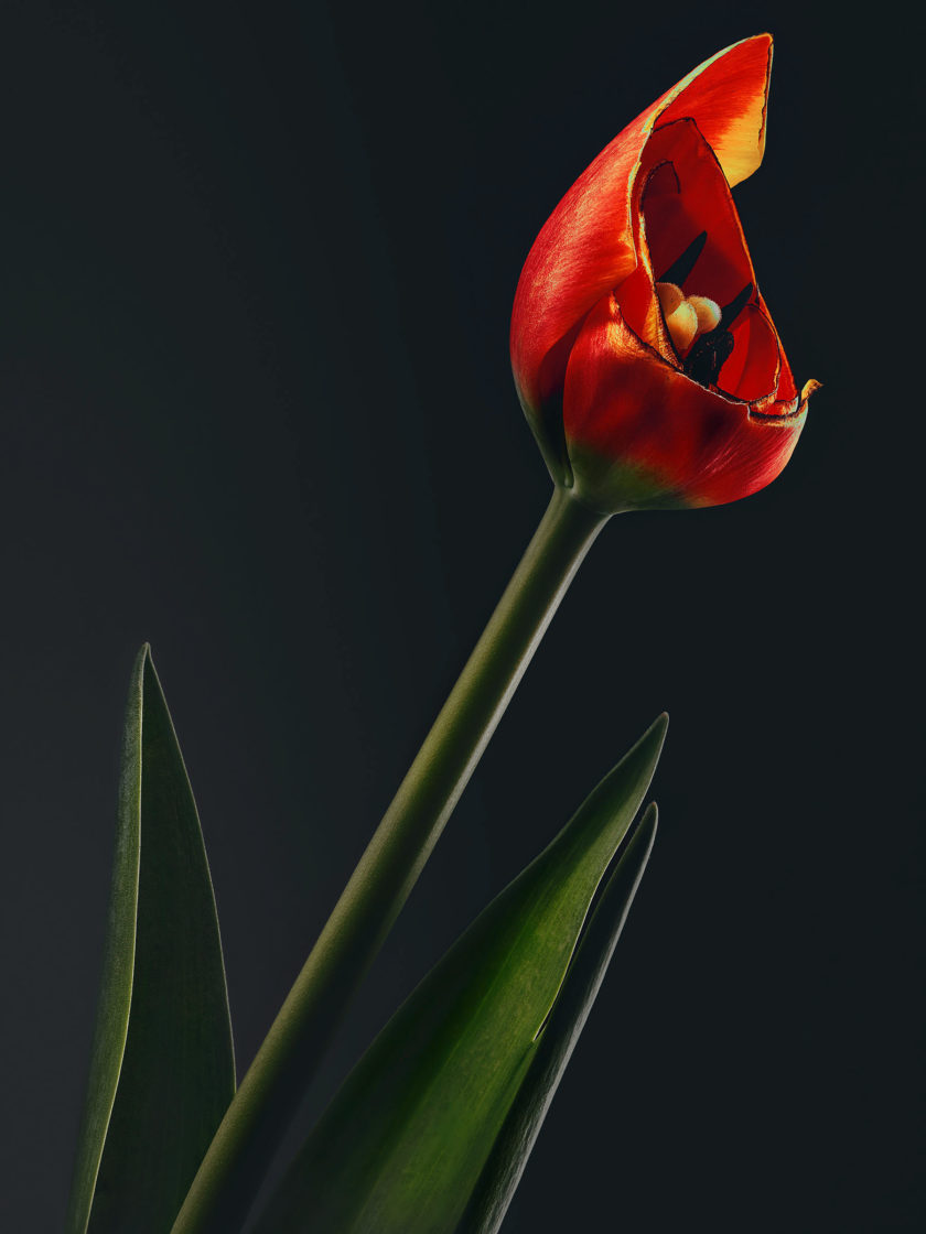 Simon Puschmann Uses Powerful Flower Analogy Inspired by "Me Too" Campaign