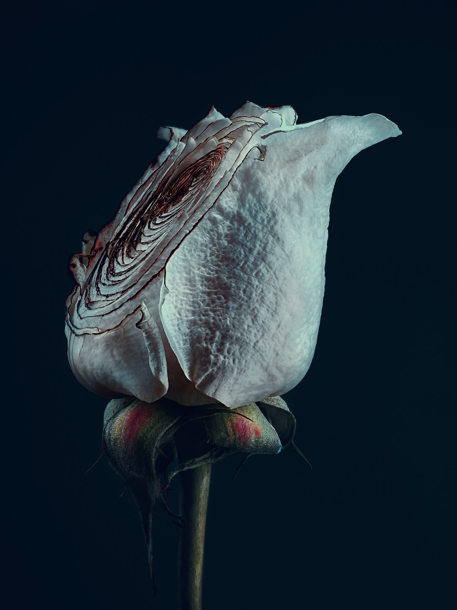 Simon Puschmann Uses Powerful Flower Analogy Inspired by "Me Too" Campaign