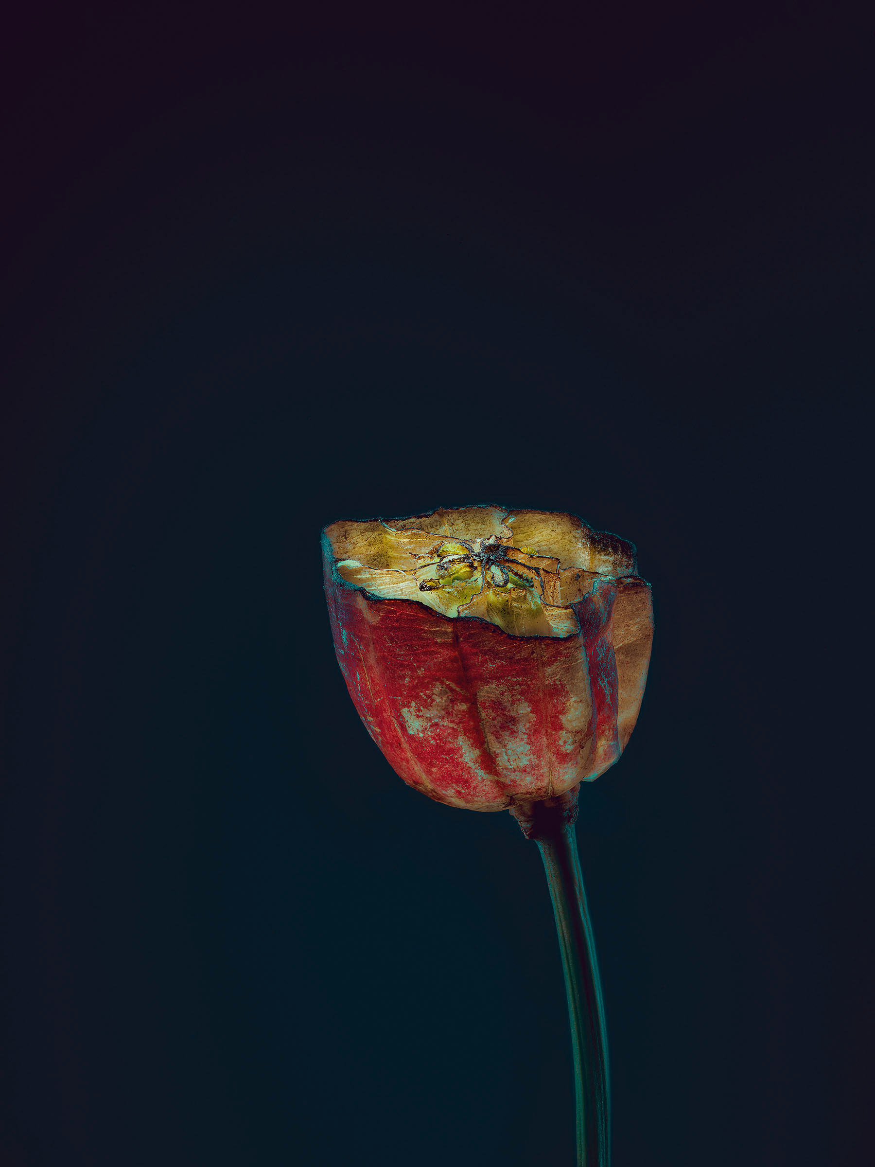 Simon Puschmann Uses Powerful Flower Analogy Inspired by "Me Too" Campaign