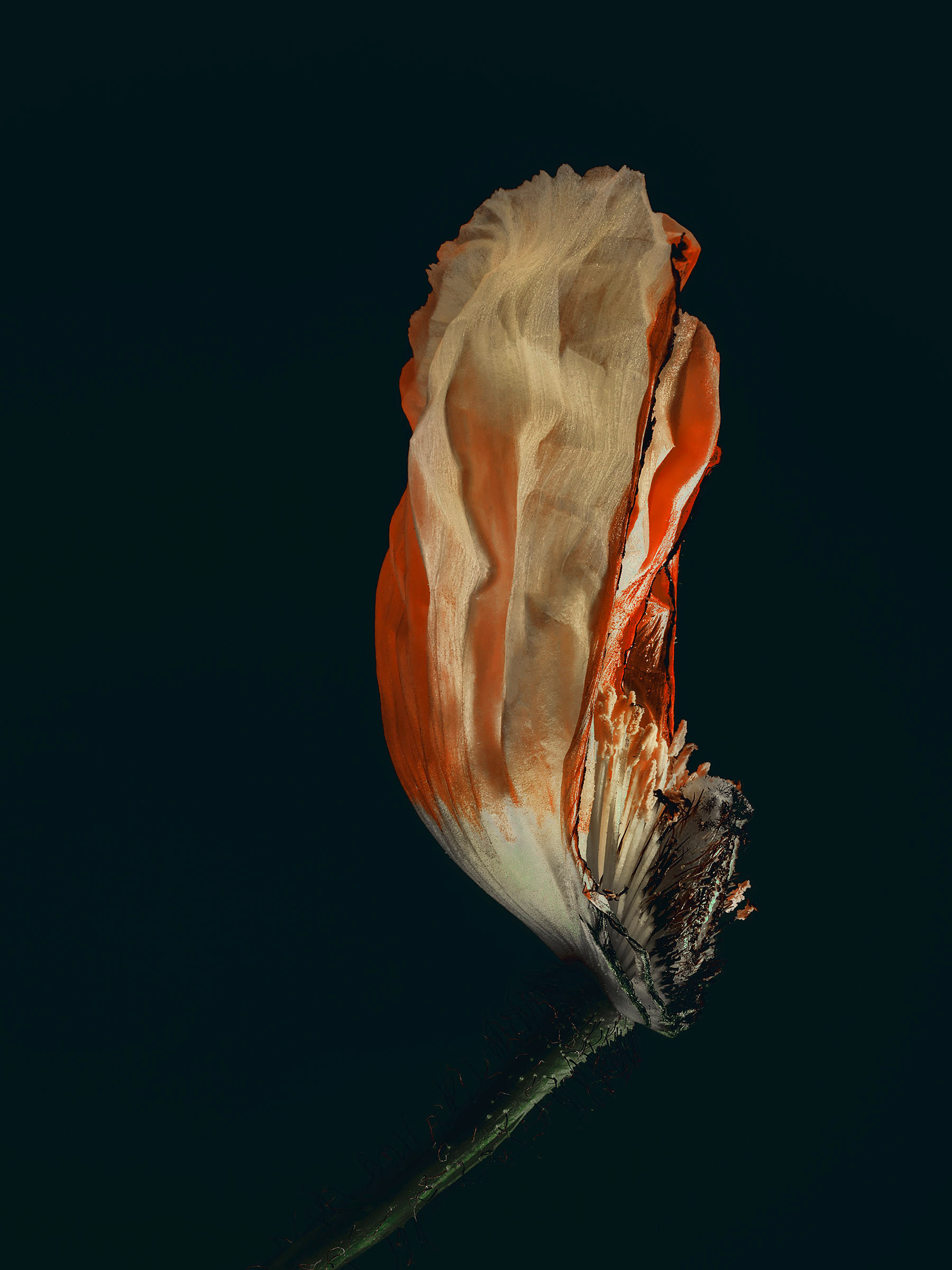 Simon Puschmann Uses Powerful Flower Analogy Inspired by "Me Too" Campaign