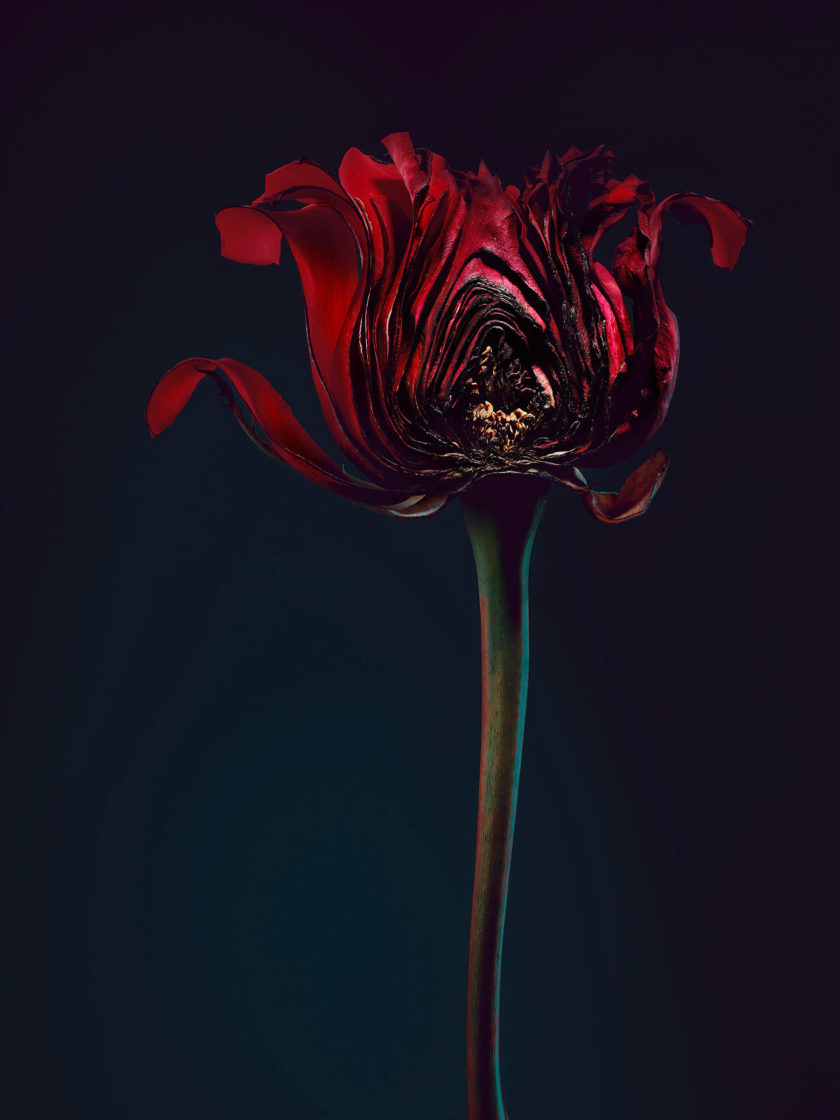 Simon Puschmann Uses Powerful Flower Analogy Inspired by "Me Too" Campaign