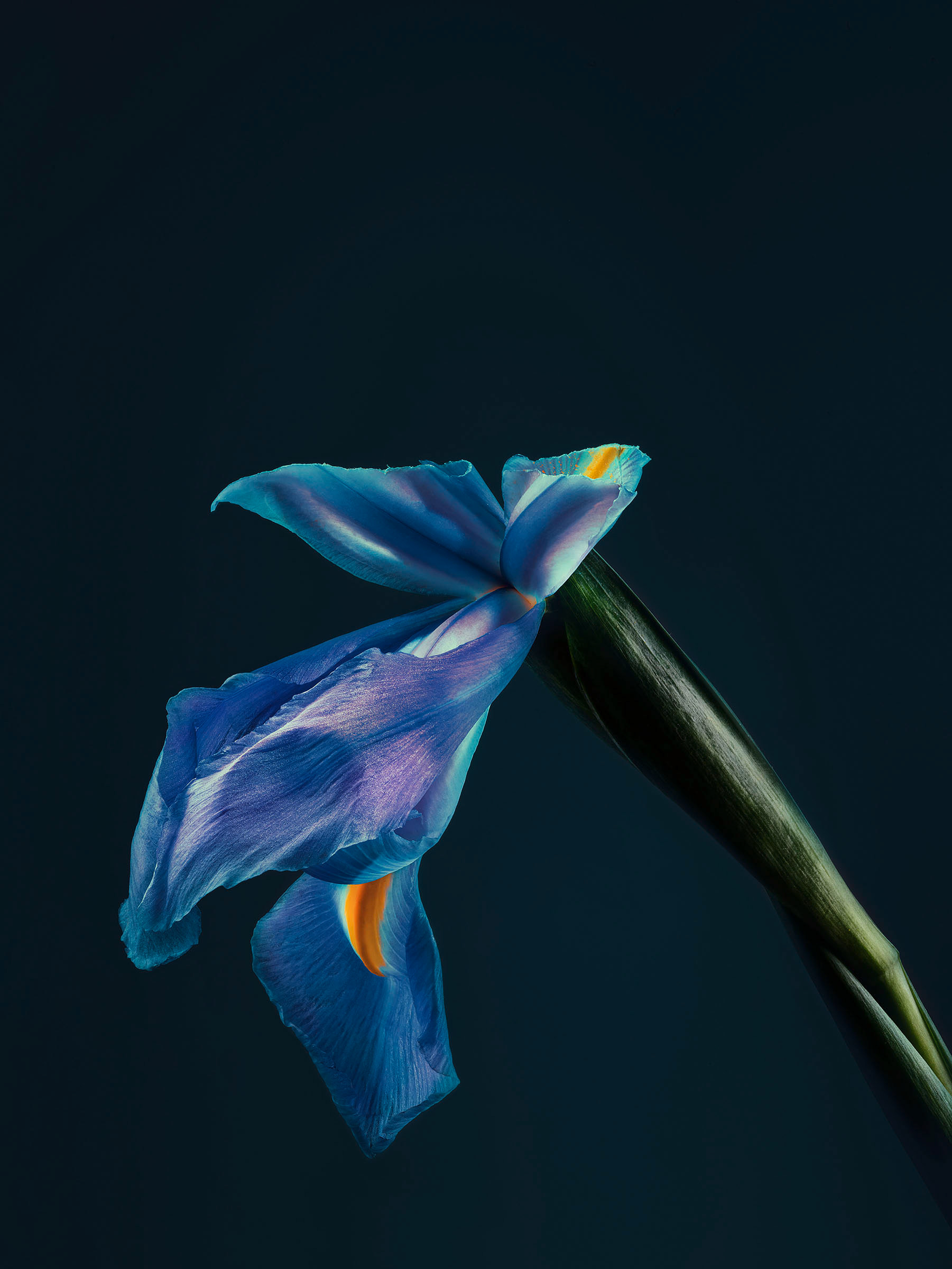Simon Puschmann Uses Powerful Flower Analogy Inspired by "Me Too" Campaign