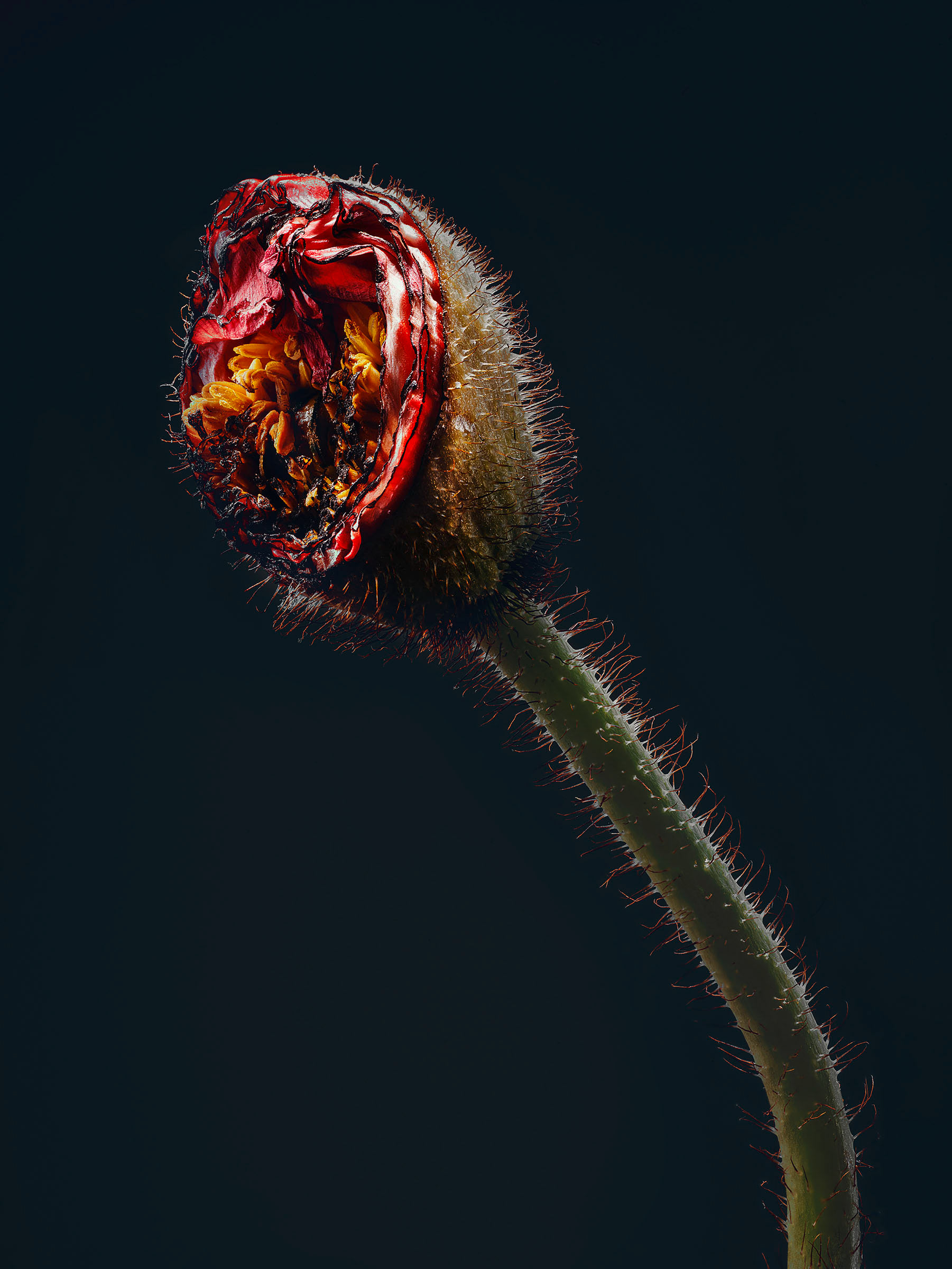 Simon Puschmann Uses Powerful Flower Analogy Inspired by "Me Too" Campaign