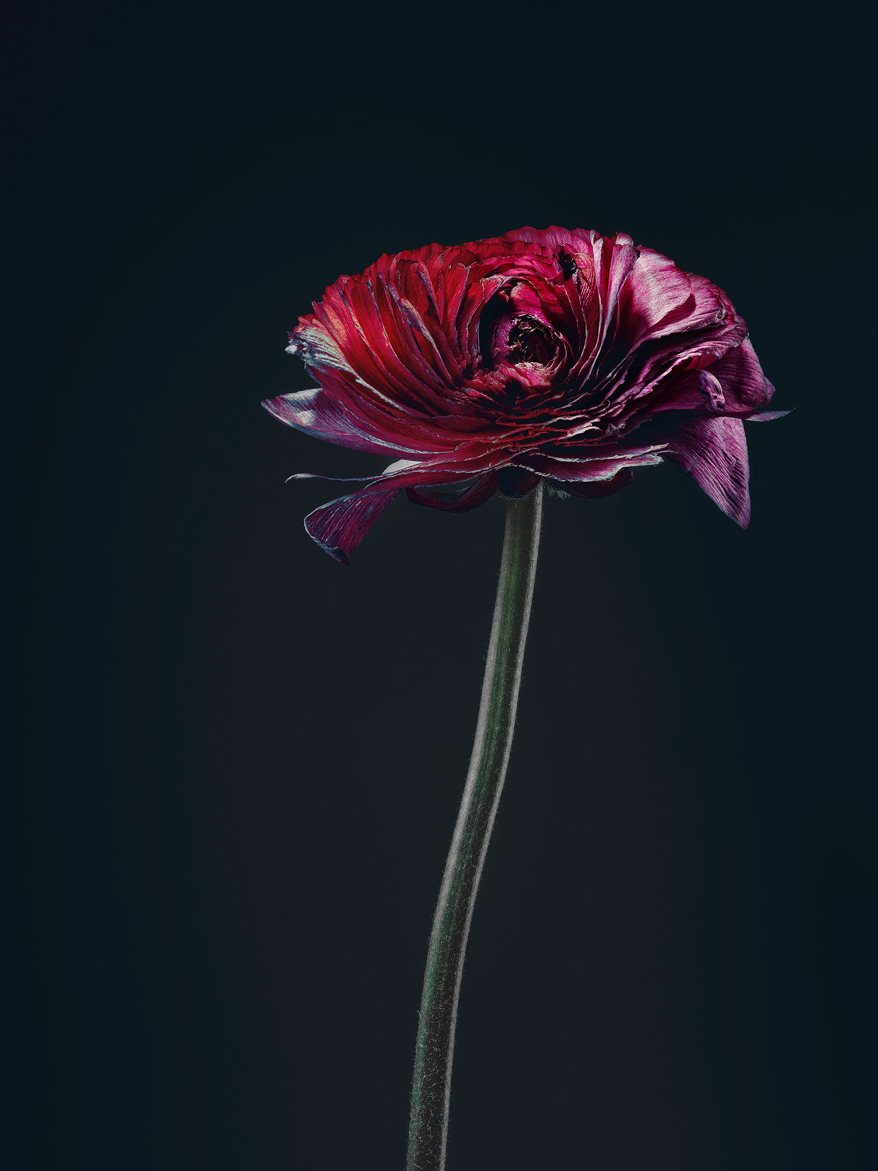 Simon Puschmann Uses Powerful Flower Analogy Inspired by "Me Too" Campaign