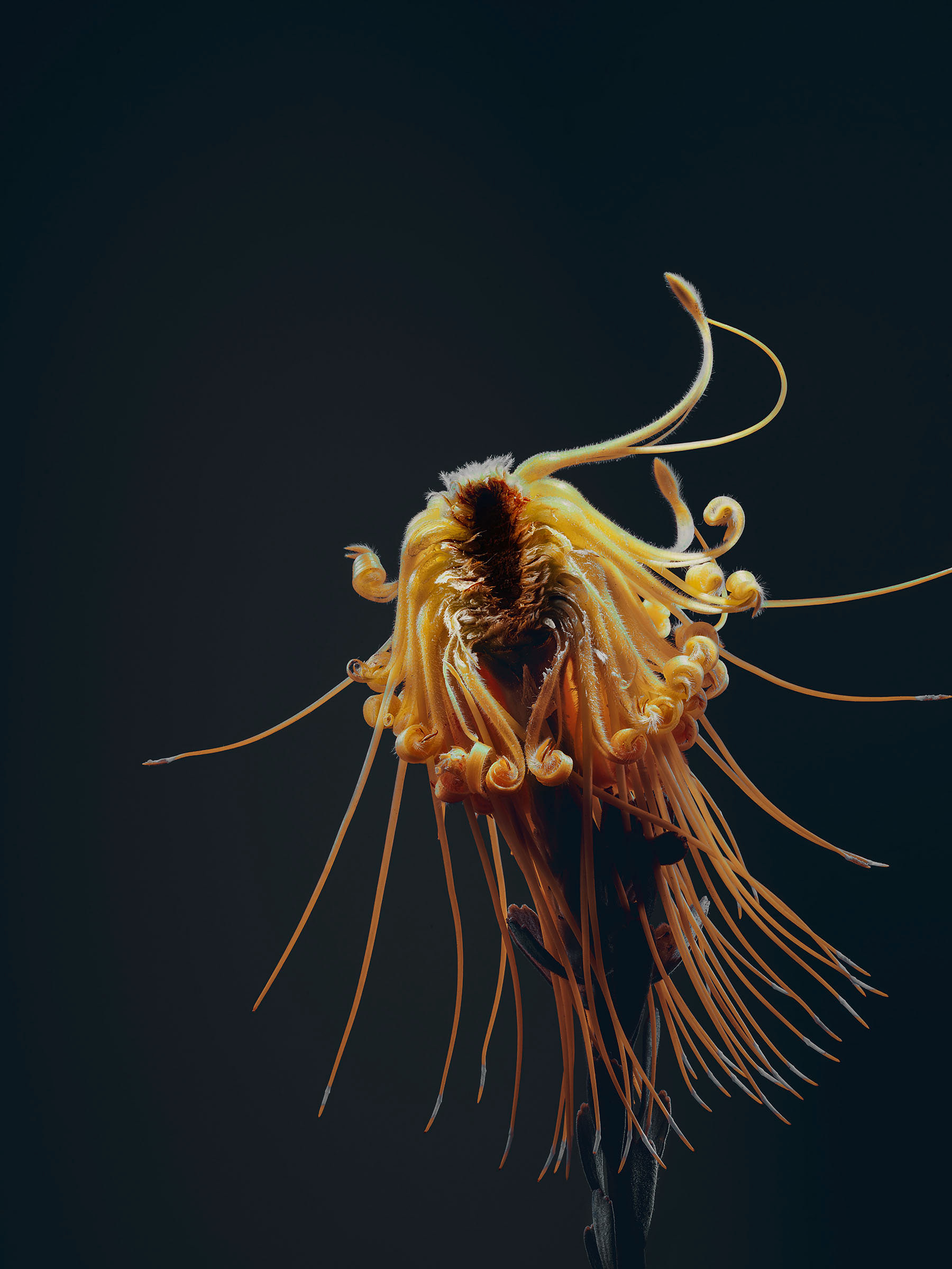Simon Puschmann Uses Powerful Flower Analogy Inspired by "Me Too" Campaign