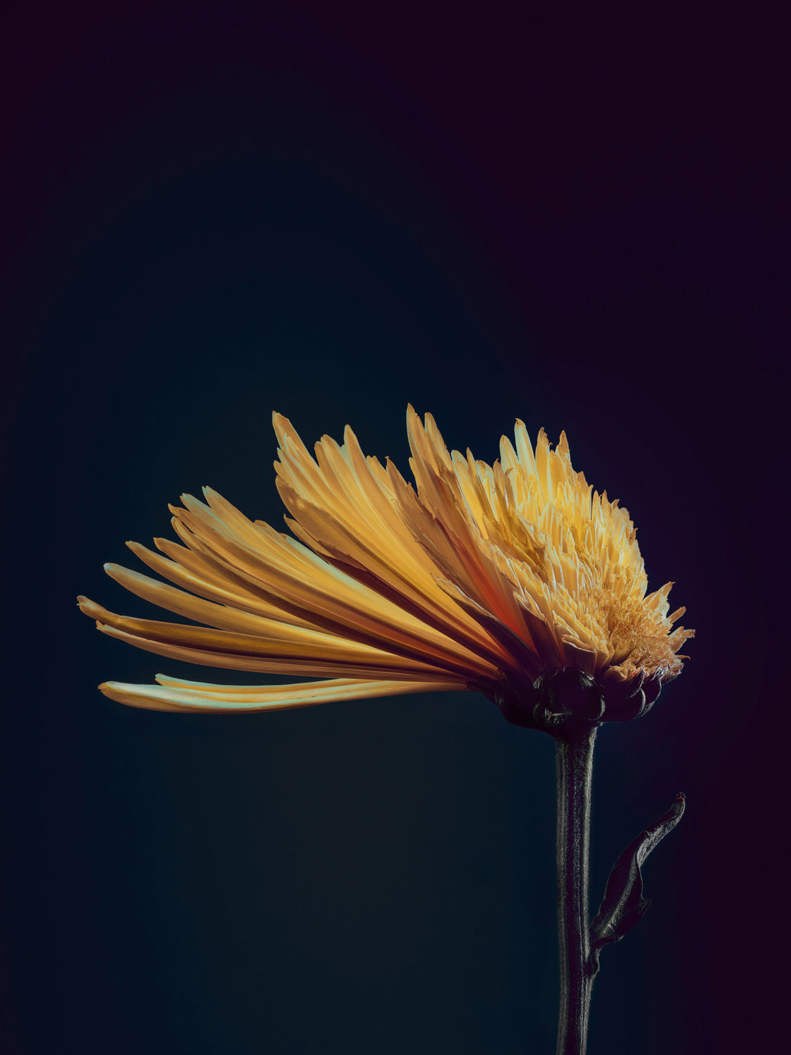 Simon Puschmann Uses Powerful Flower Analogy Inspired by "Me Too" Campaign