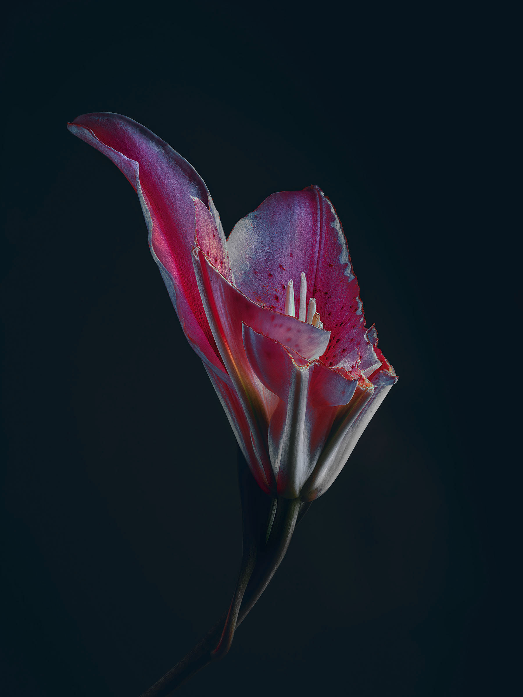 Simon Puschmann Uses Powerful Flower Analogy Inspired by "Me Too" Campaign