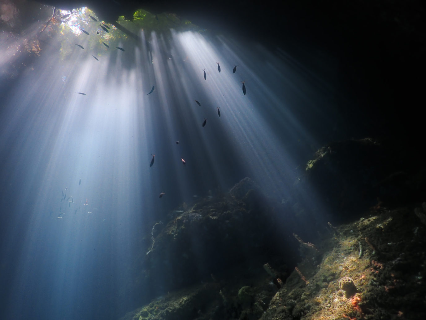 Is There Space for an Underwater Micro Four Thirds Camera?