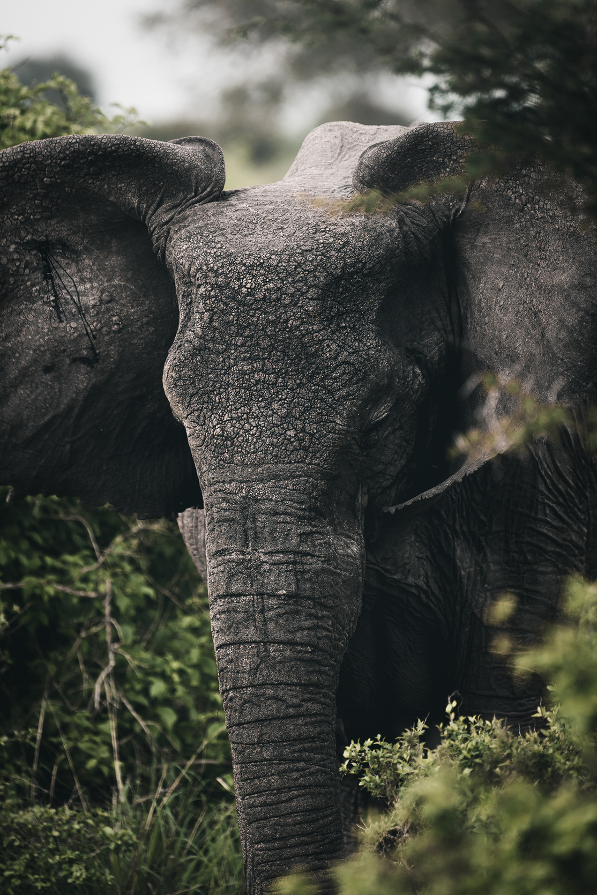 Stian Klo Captures the Majestic Wildlife of the Kenyan Landscape