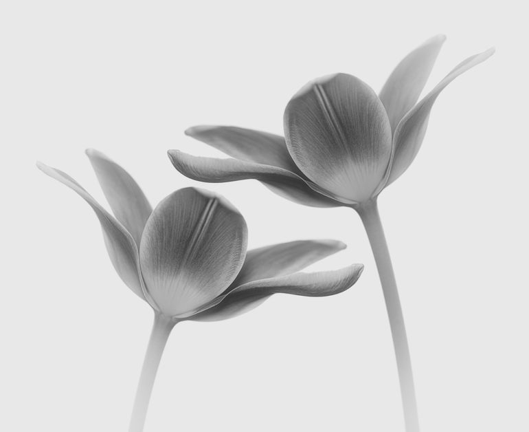 Lotte Grønkjær's Ethereal Flower Photographs are a Thing of Beauty