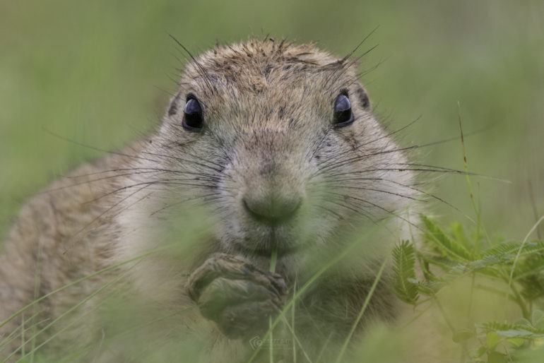 Be One With Nature: These Super Zooms Make Wildlife Photography Easy