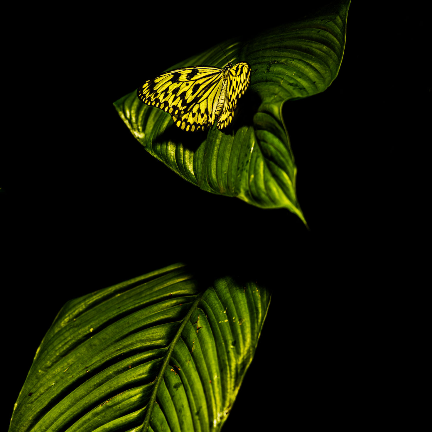 Street Photographer Glenn Batkin Turns His Lens to Ethereal Butterflies