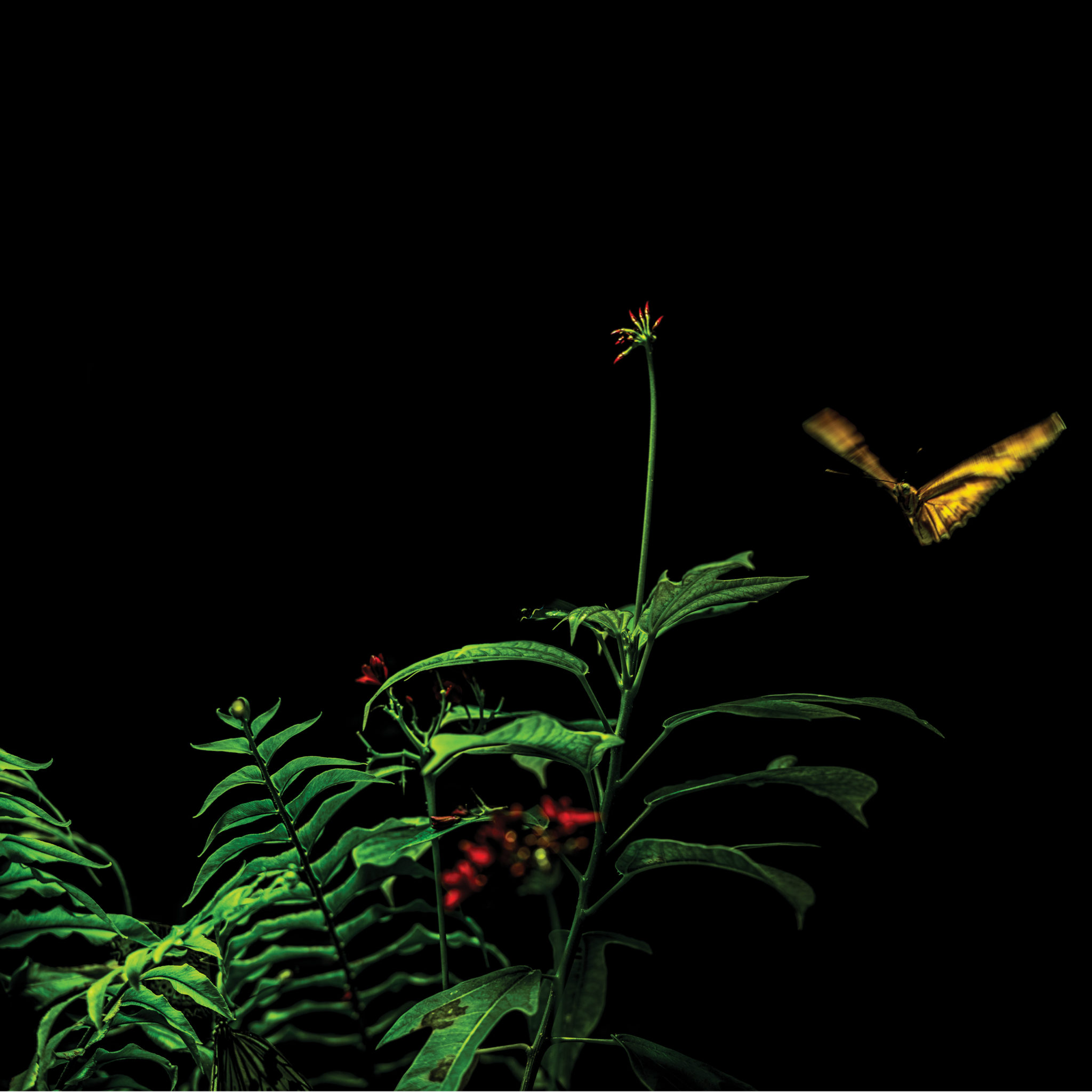 Street Photographer Glenn Batkin Turns His Lens to Ethereal Butterflies
