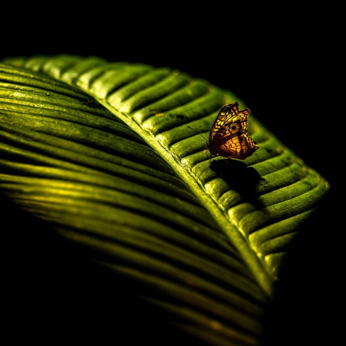 Street Photographer Glenn Batkin Turns His Lens to Ethereal Butterflies