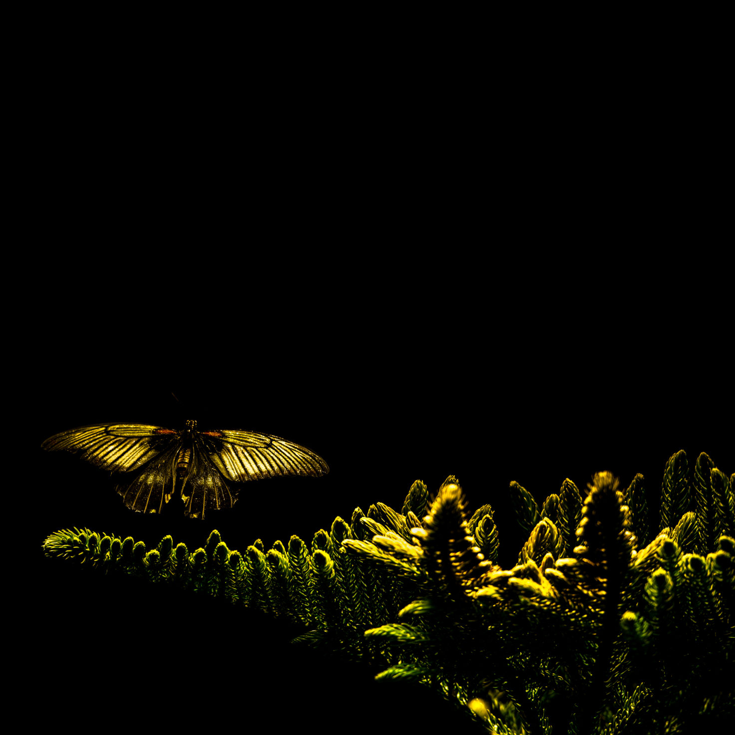 Street Photographer Glenn Batkin Turns His Lens to Ethereal Butterflies