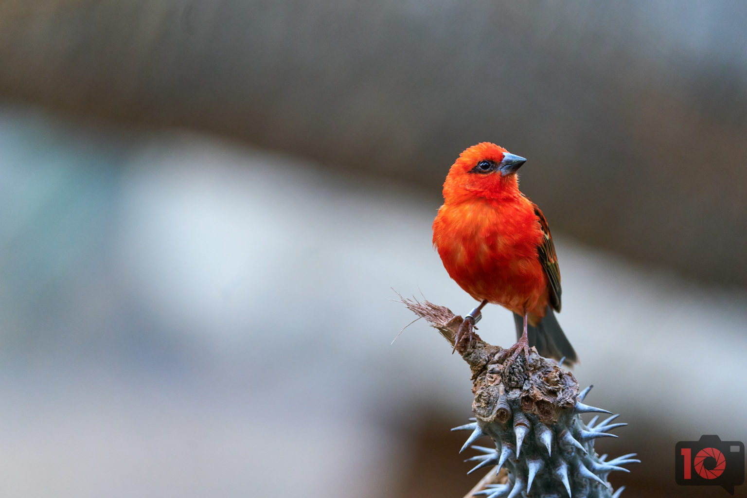 3 Wonderful Lenses for Wildlife Photographers and Birding You'll Worship