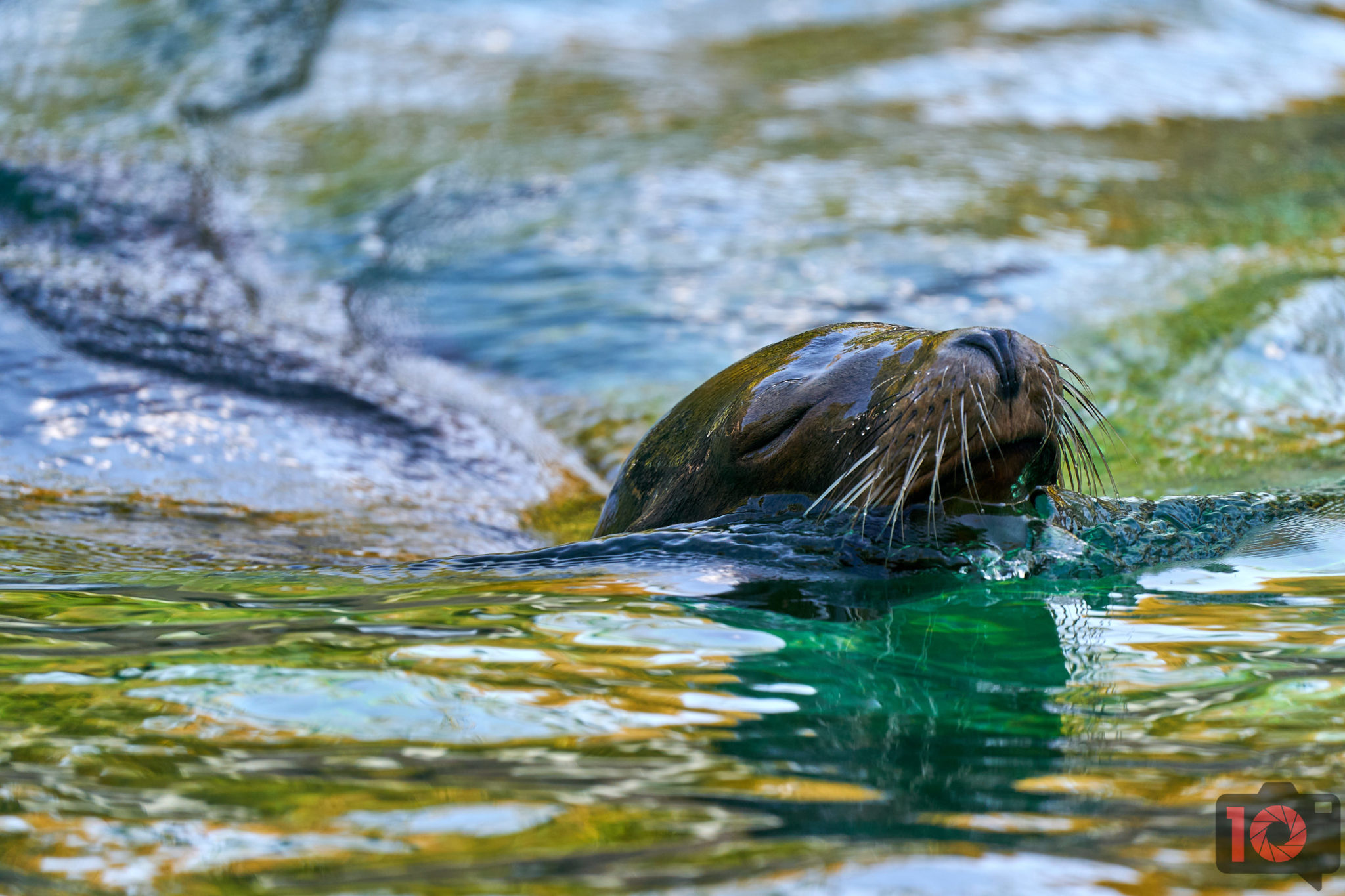 The Best Sony Wildlife Lens - The Phoblographer