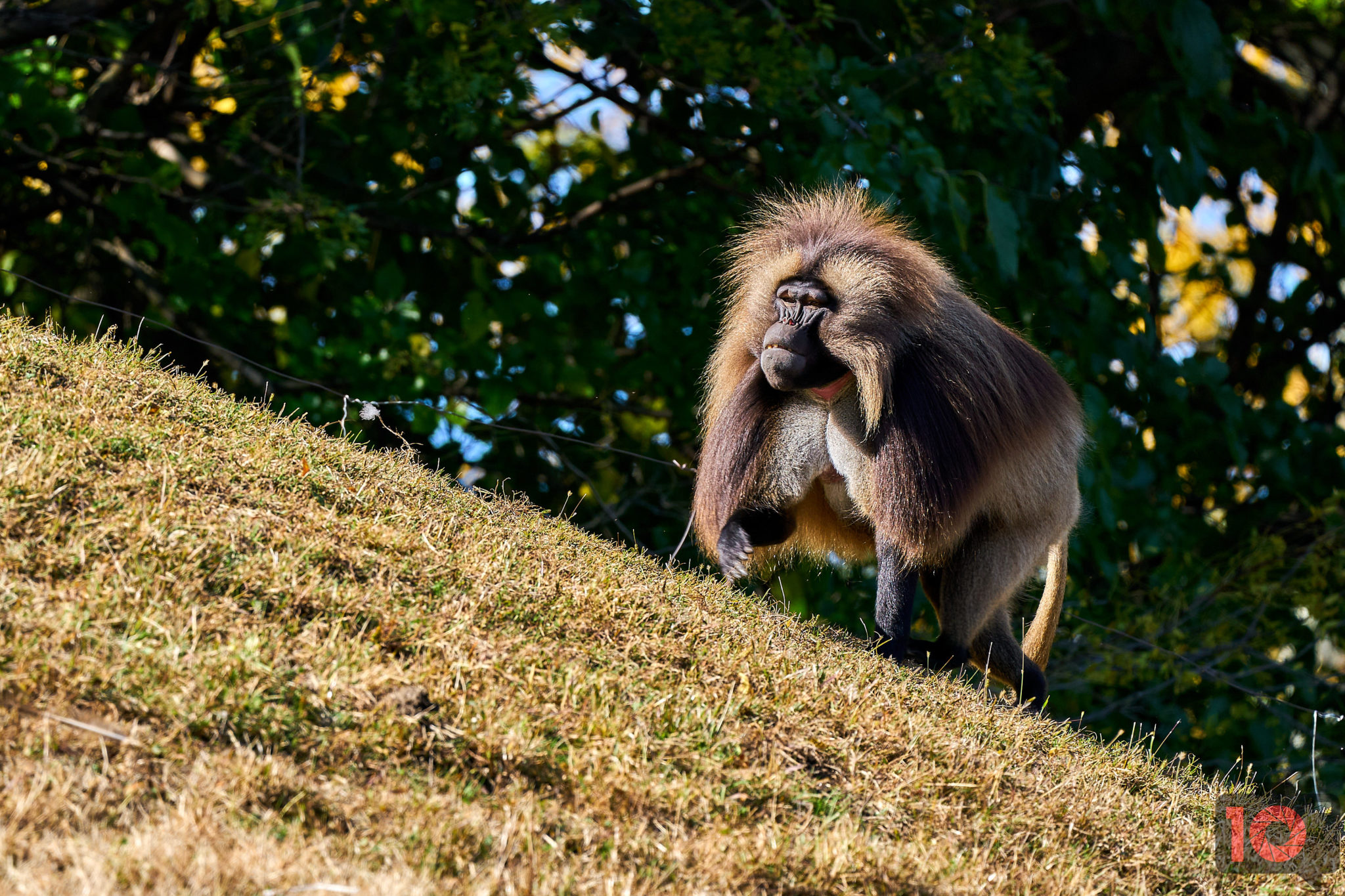 The Best Sony Wildlife Lens - The Phoblographer