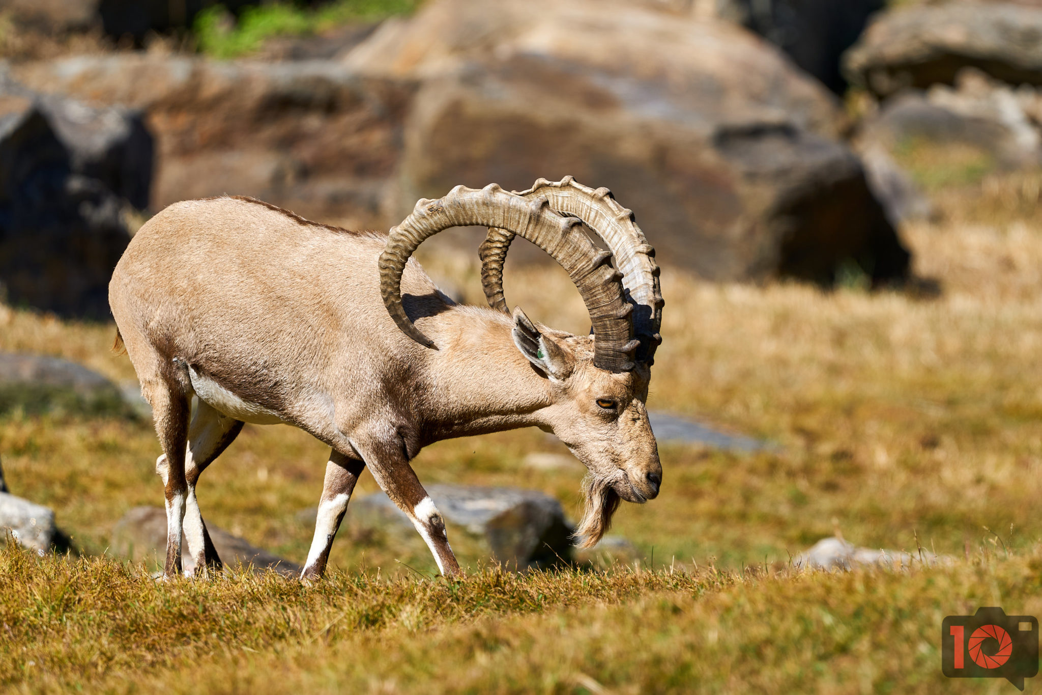 The Best Sony Wildlife Lens - The Phoblographer