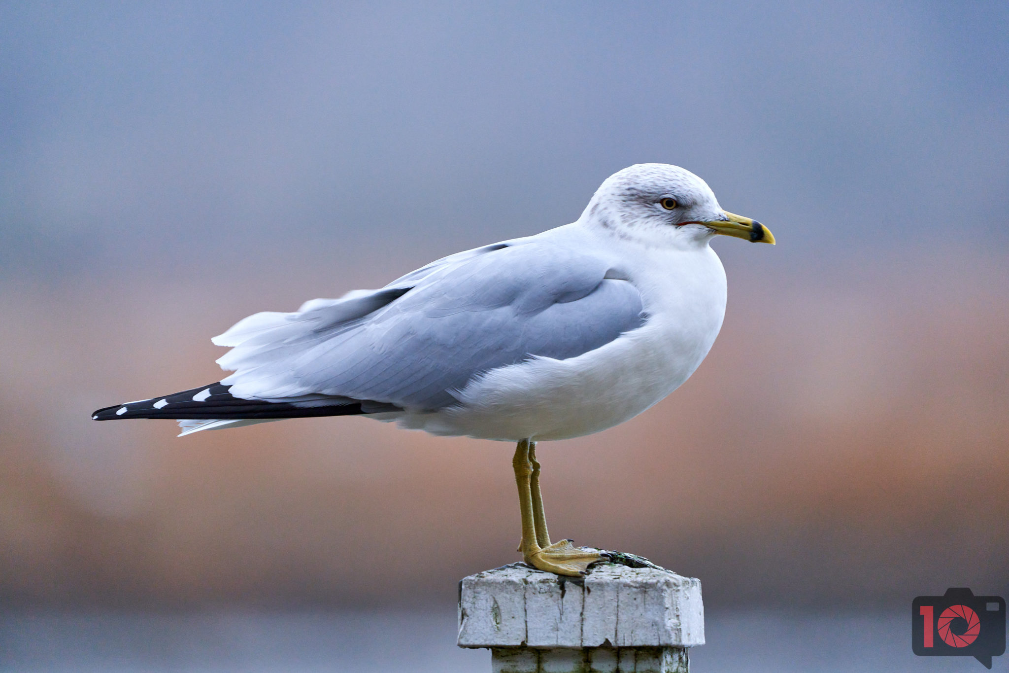 The Best Sony Wildlife Lens - The Phoblographer