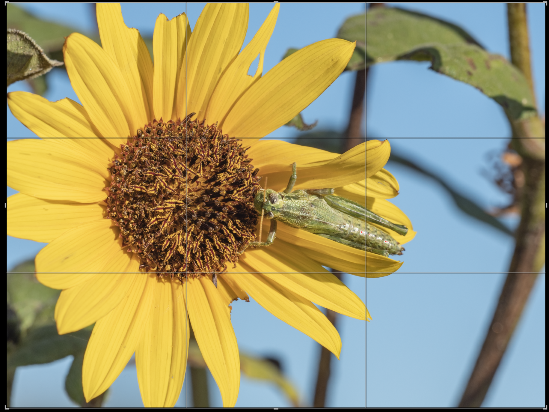 An Introduction to the Rule of Thirds and Why You Should Master it