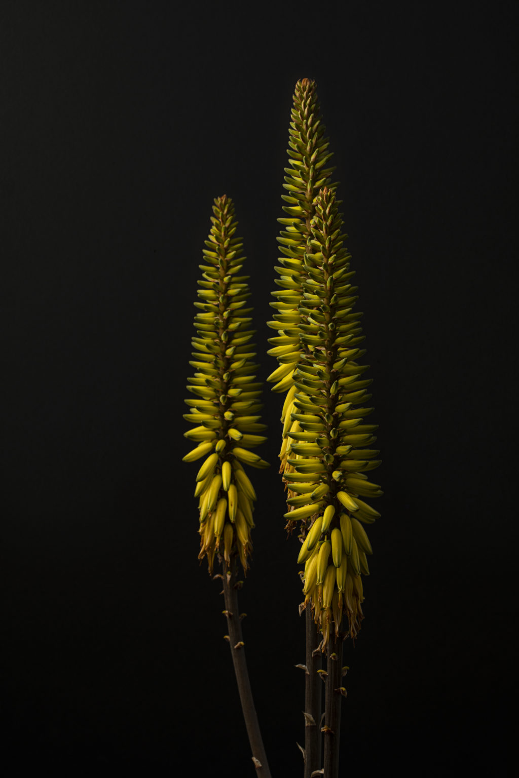 Isaac Alvarez Shot These Flower Photos by Overpowering the Sun