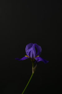Isaac Alvarez Shot These Flower Photos by Overpowering the Sun