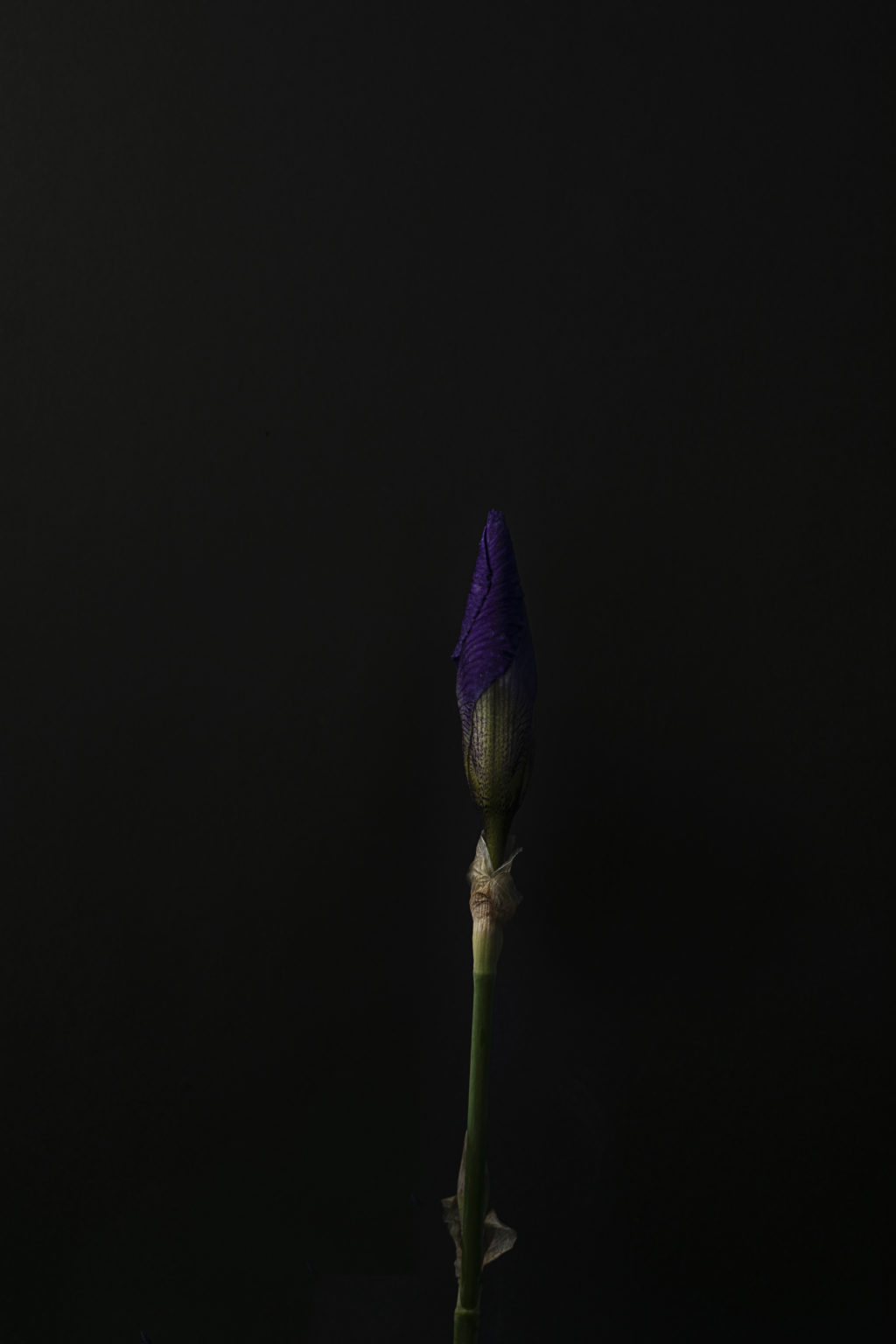 Isaac Alvarez Shot These Flower Photos by Overpowering the Sun