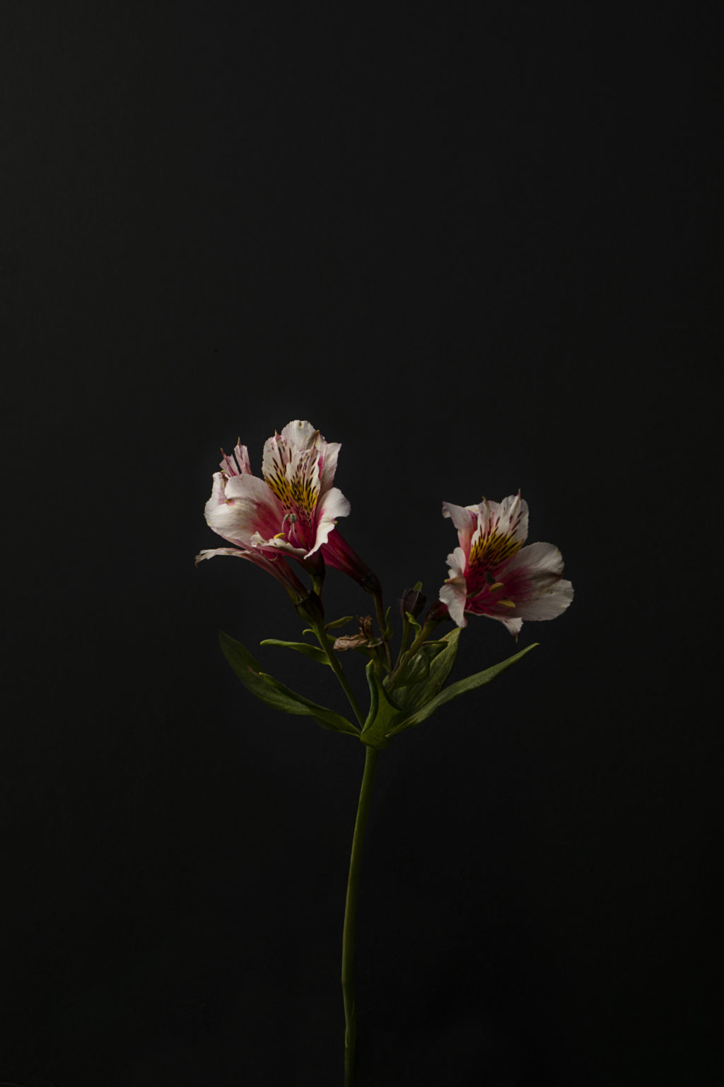 Isaac Alvarez Shot These Flower Photos by Overpowering the Sun