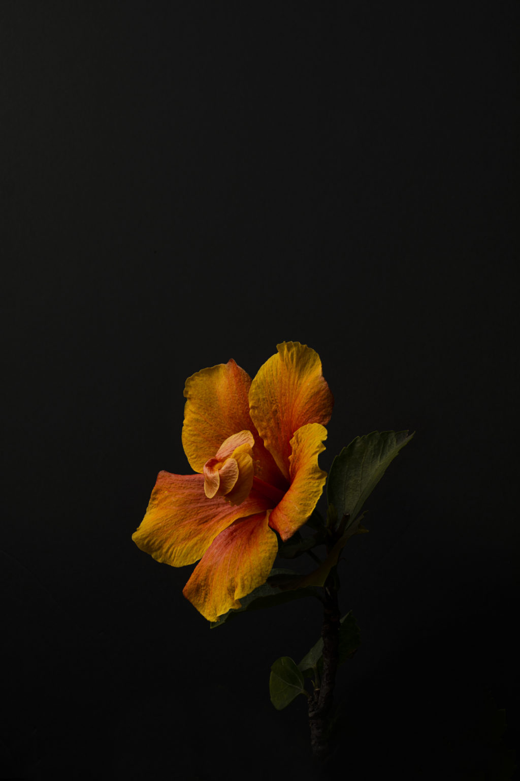 Isaac Alvarez Shot These Flower Photos by Overpowering the Sun