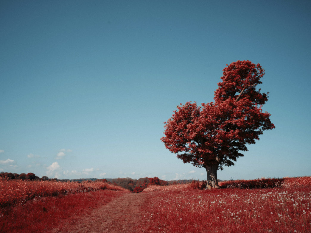 EXCLUSIVE: RNI Films is Working on Infrared Film Simulation Presets