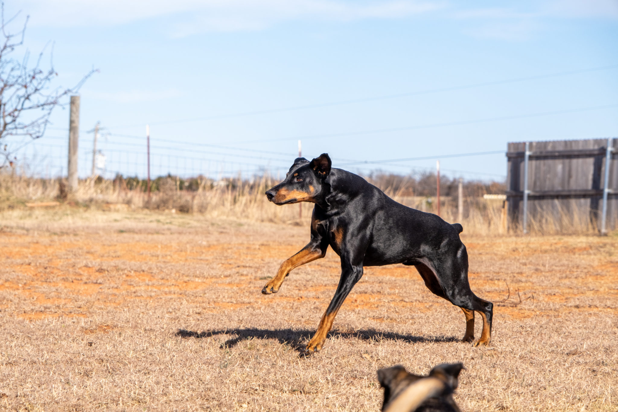 Fujifilm XS10 Review: A Wonderful Camera With a Flaw