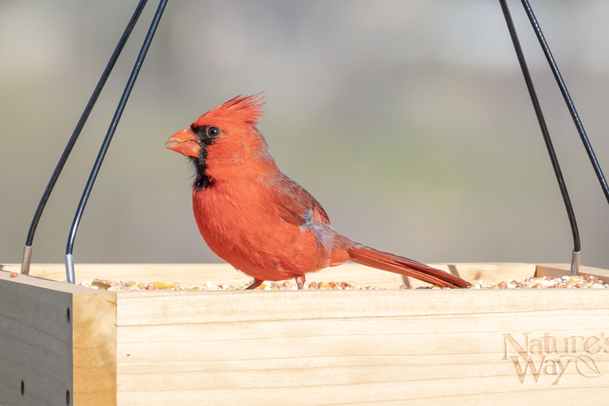 This Affordable Setup Makes Backyard Birding Easy and Fun