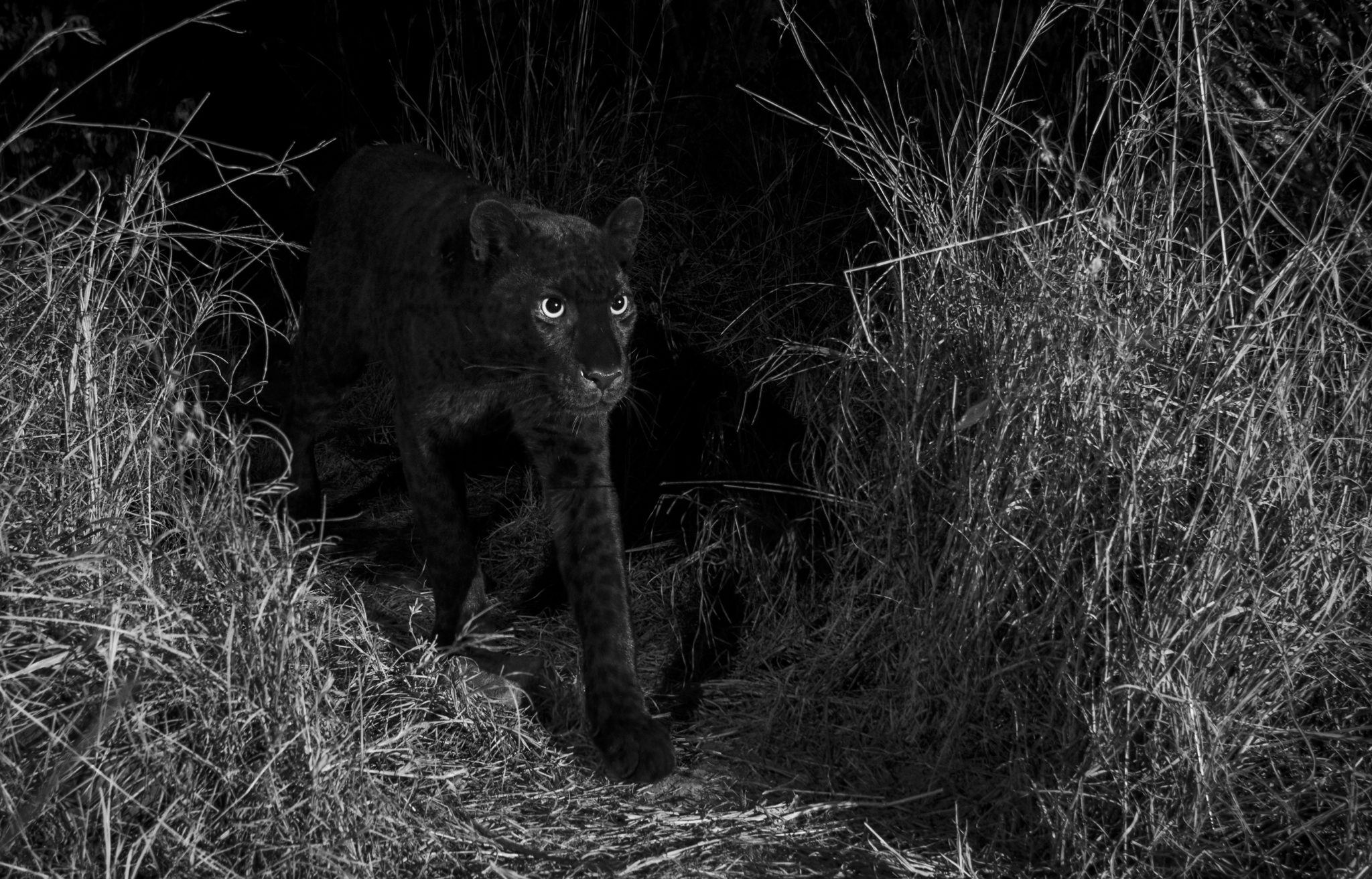 Will Burrard-Lucas Went on a Quest to Find a Rare Black Leopard in Africa
