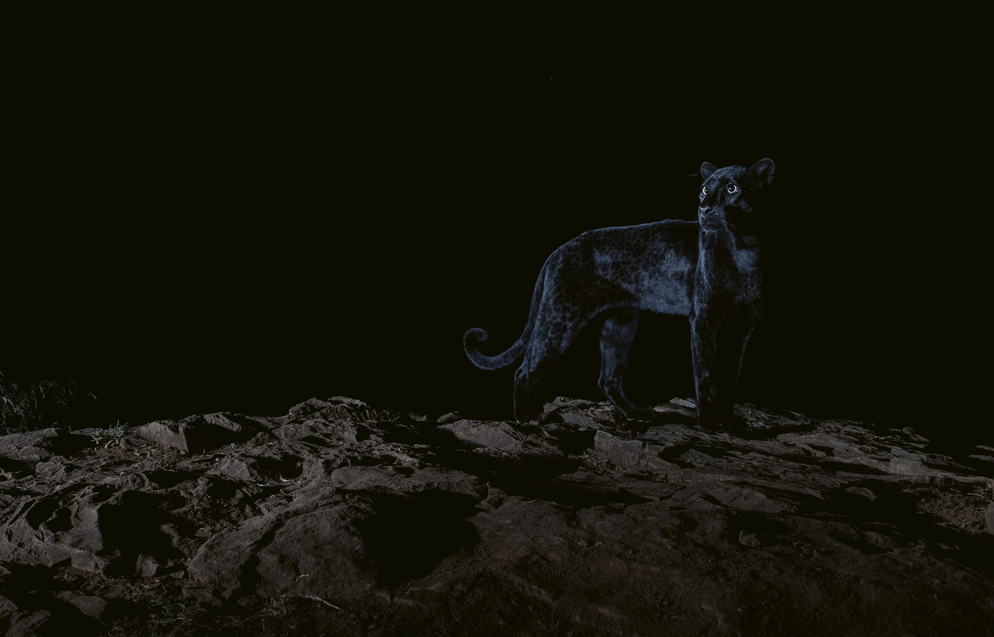 Will Burrard-Lucas Went on a Quest to Find a Rare Black Leopard in Africa