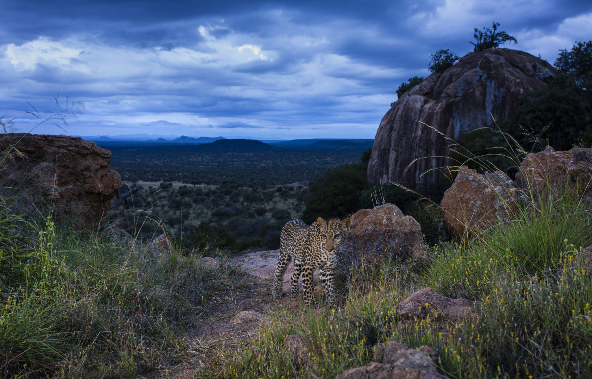 Will Burrard-Lucas Went on a Quest to Find a Rare Black Leopard in Africa