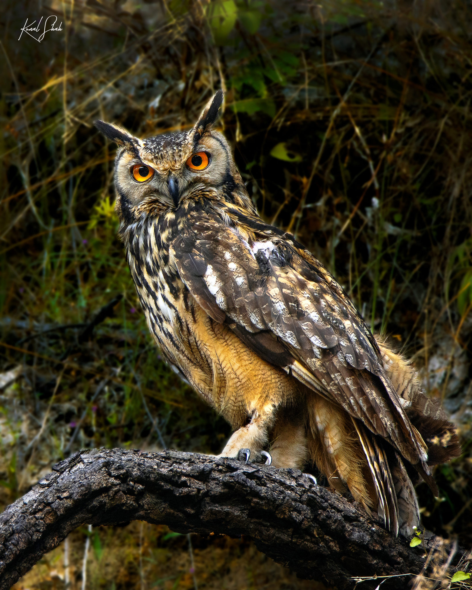 Kunal Shah Captures the Astonishing Beauty of India's Birdlife