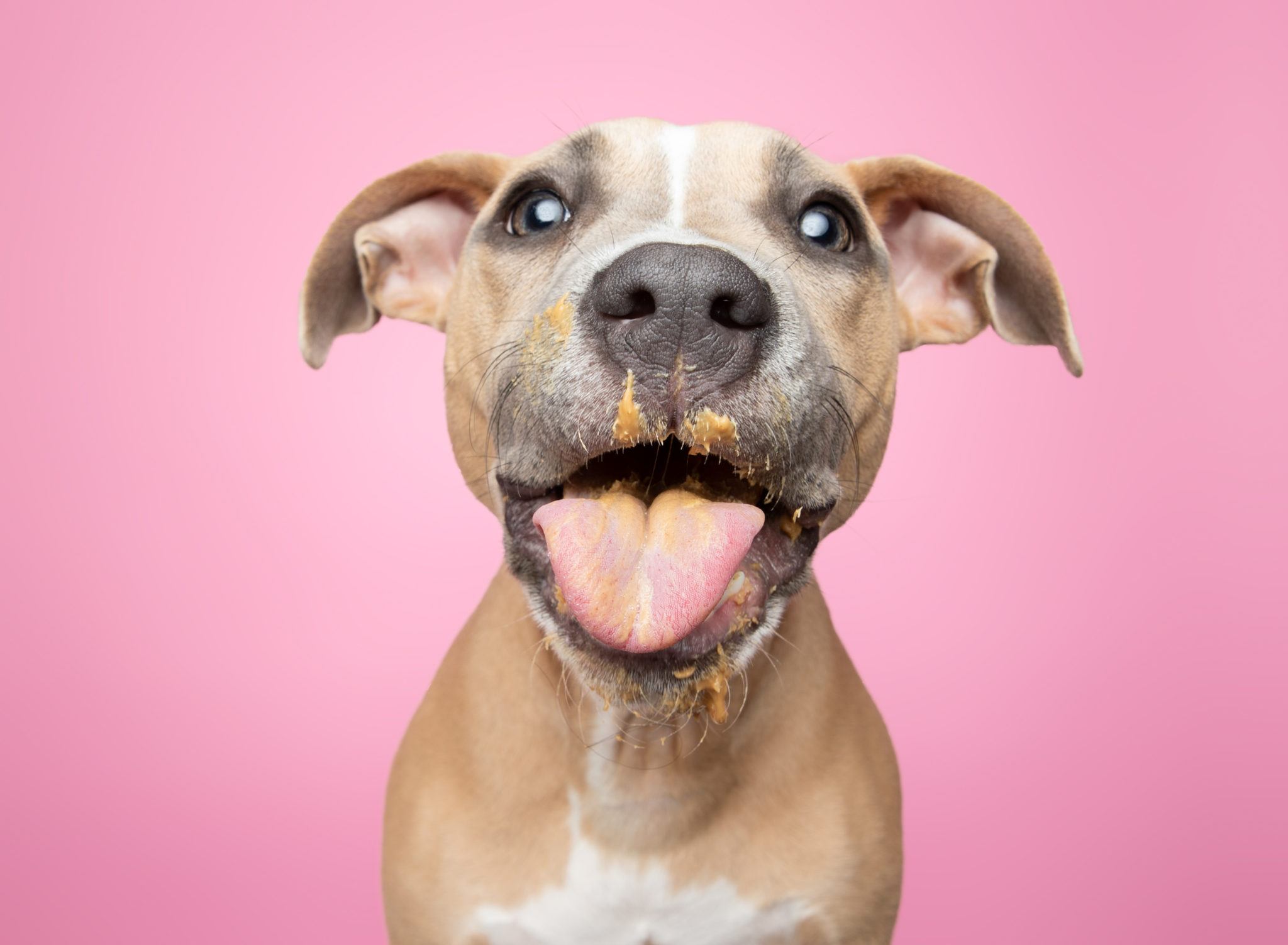 13 of the Best Dog Photographers With Photos You'll Adore