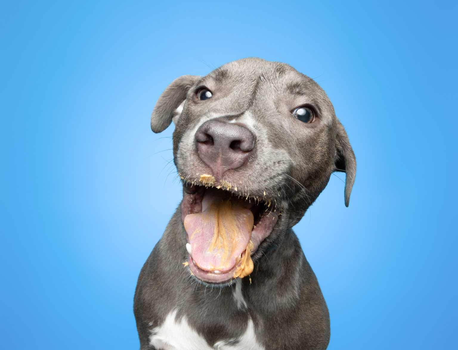 Greg Murray Will Make You Want to Rescue a Pit Bull Mix