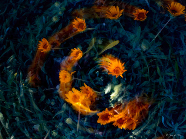 David Ellis Creates Flower Photos With a Hidden Meaning