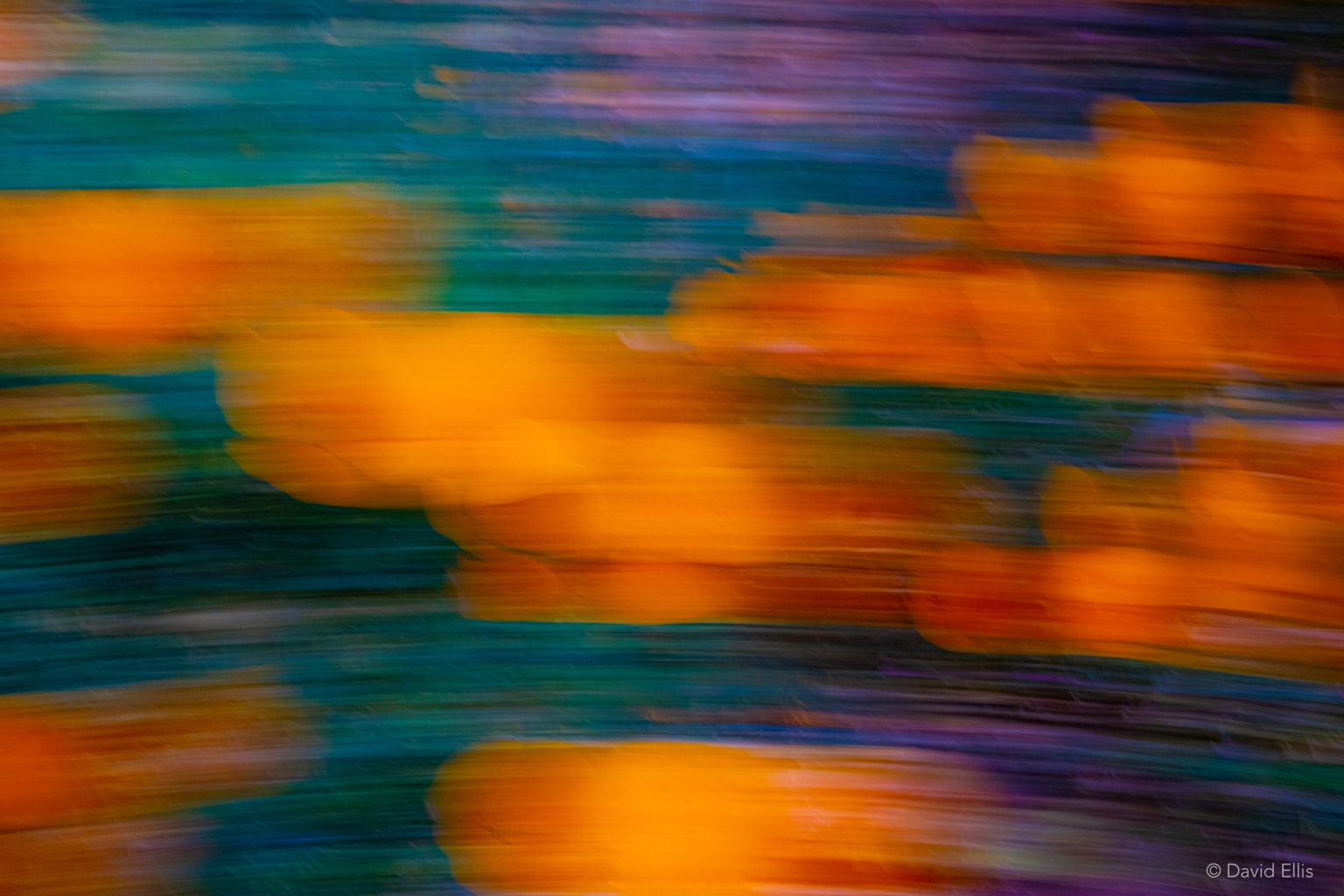 David Ellis Creates Flower Photos With a Hidden Meaning