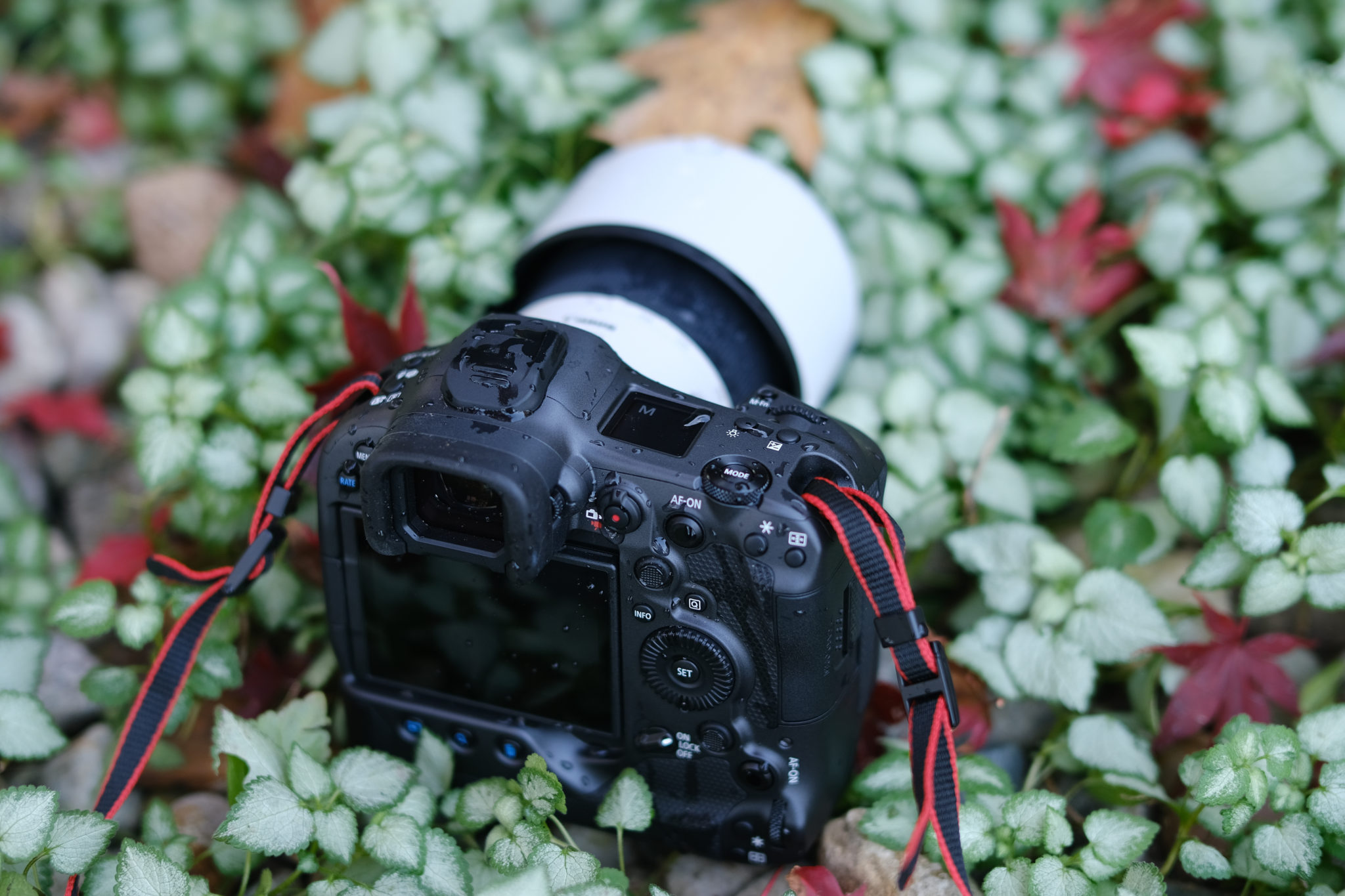 Canon EOS R3 Review: A Remarkable AF, Low Light Jackpot