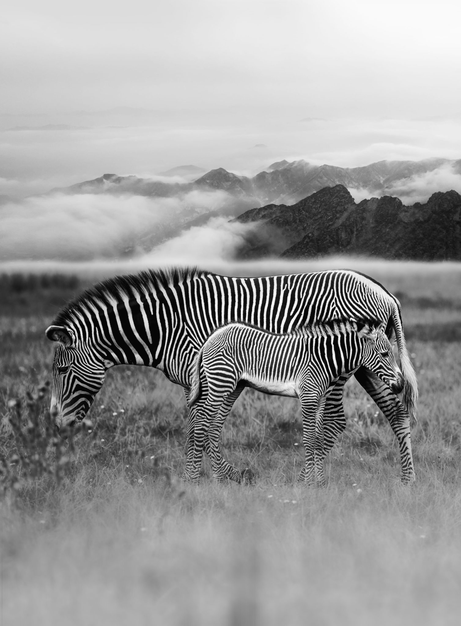 A Decade of Wildlife Photography and the Lessons It Taught Us