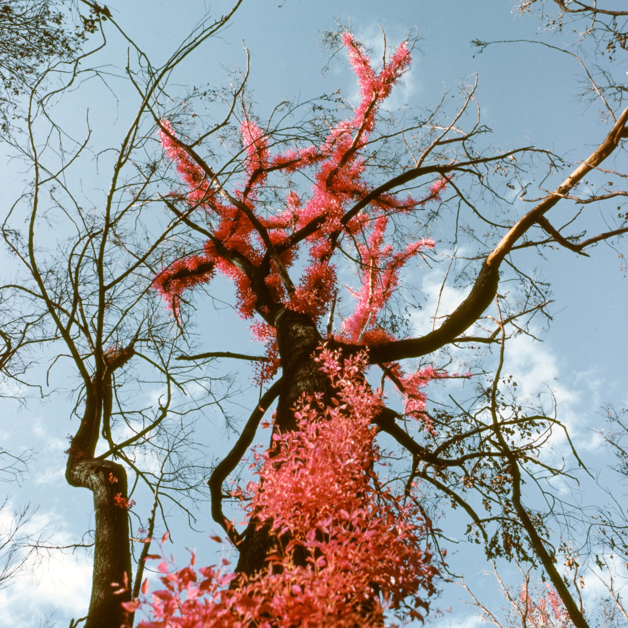 Jason De Freitas Transforms New Zealand Into An Infrared Wonderland