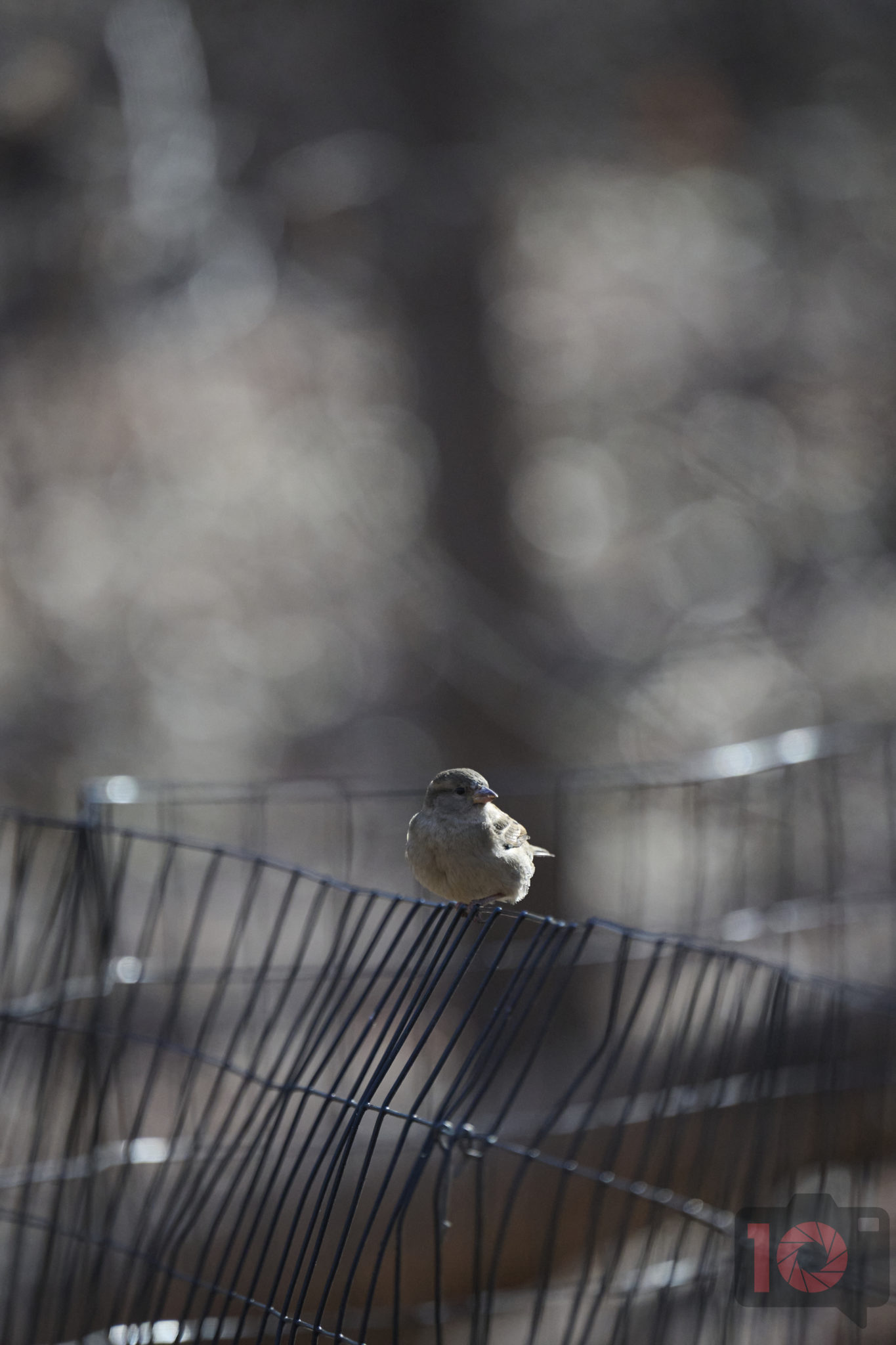 Bird Photography with the Nikon z9 Is Pretty Great
